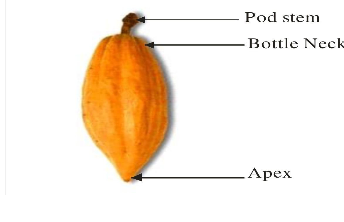 Figure 4 - from Cocoa Pod Breaking Machine and Separating
