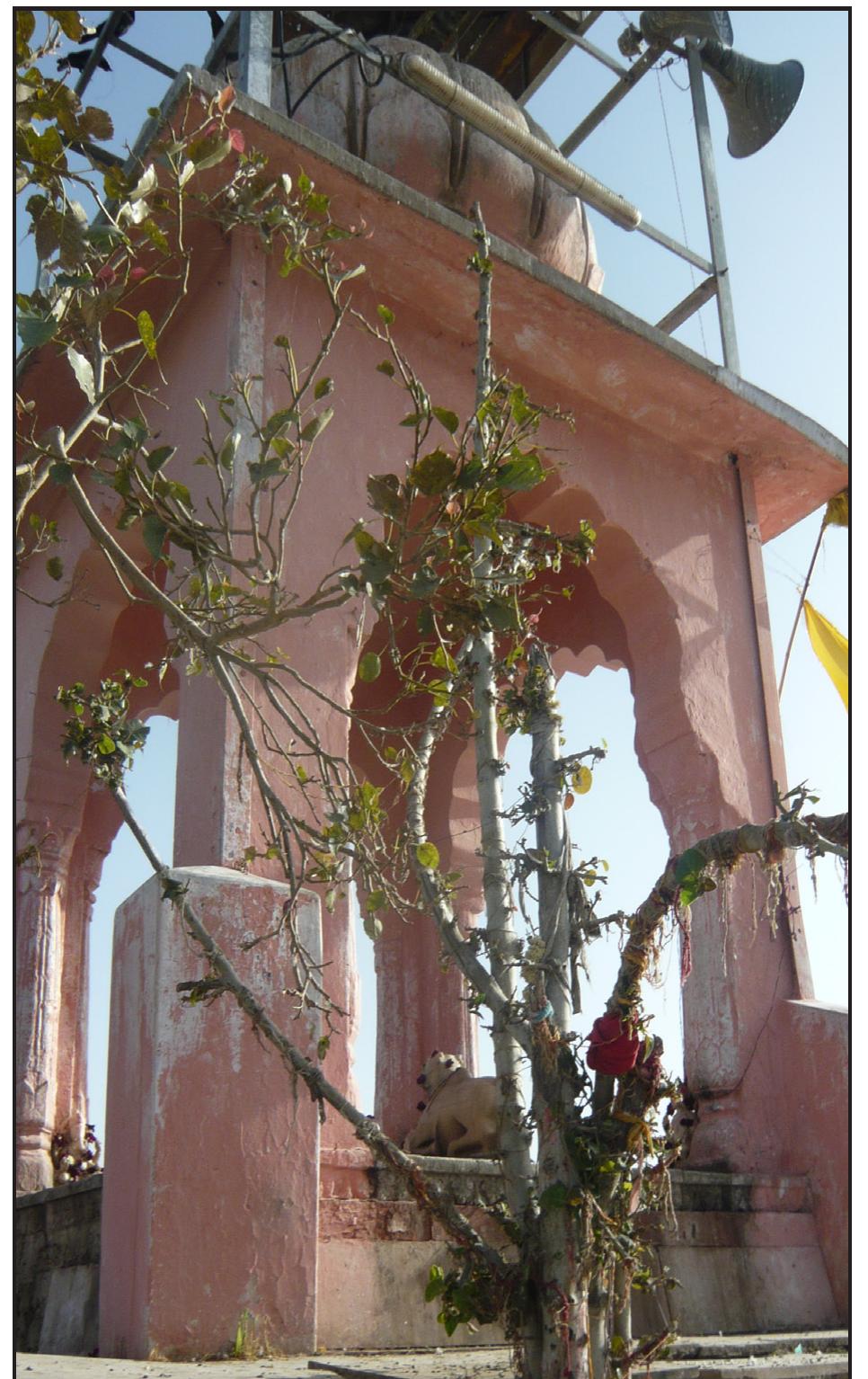 A sacred tree of a shiva temple, pushkar, india. photo: