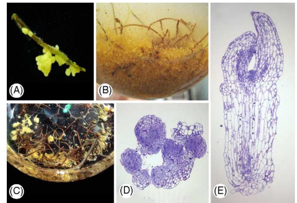 Somatic embryo formation and plantlet production from root