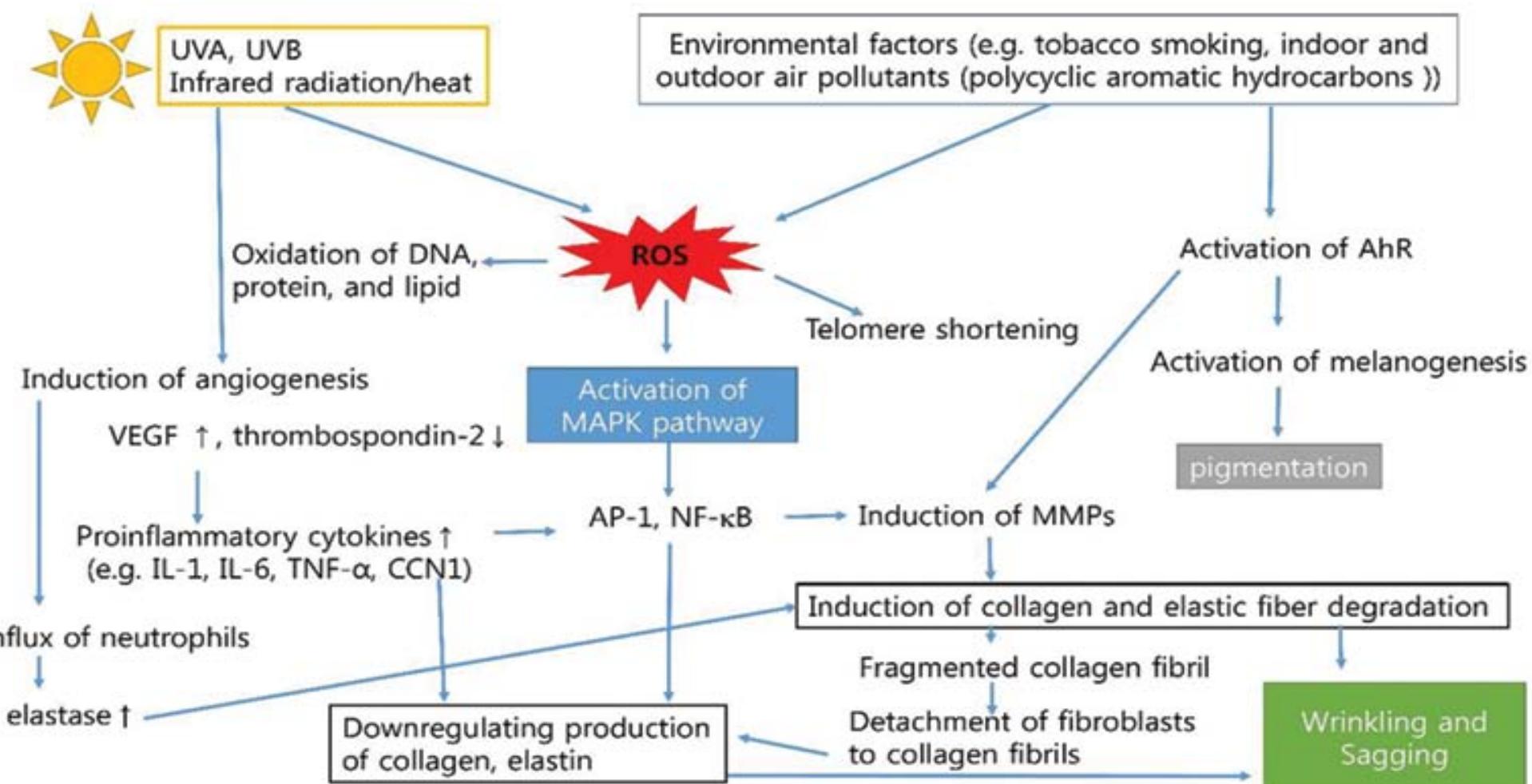 Schematic representation of pathogenesis of