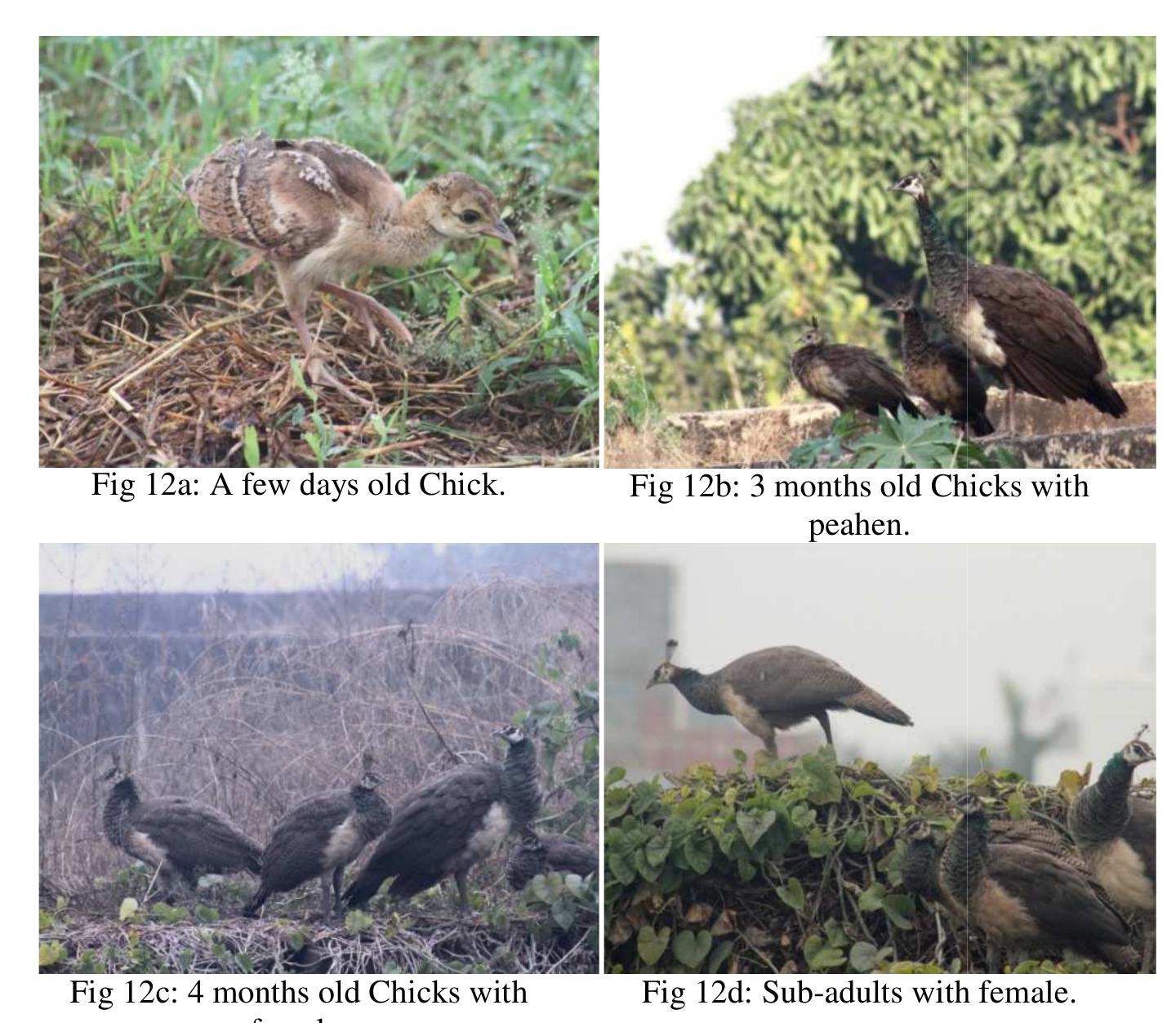 And 12: various stages in breeding cycle of peafowl.