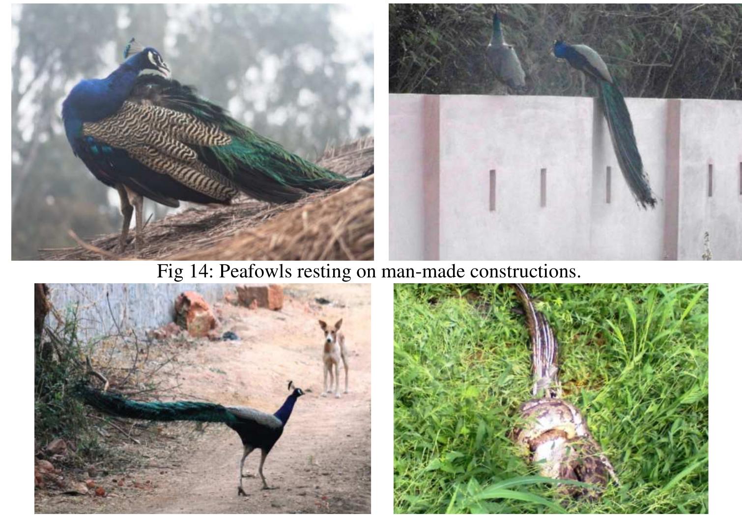 Common predators of peafowls (feral dog and python).