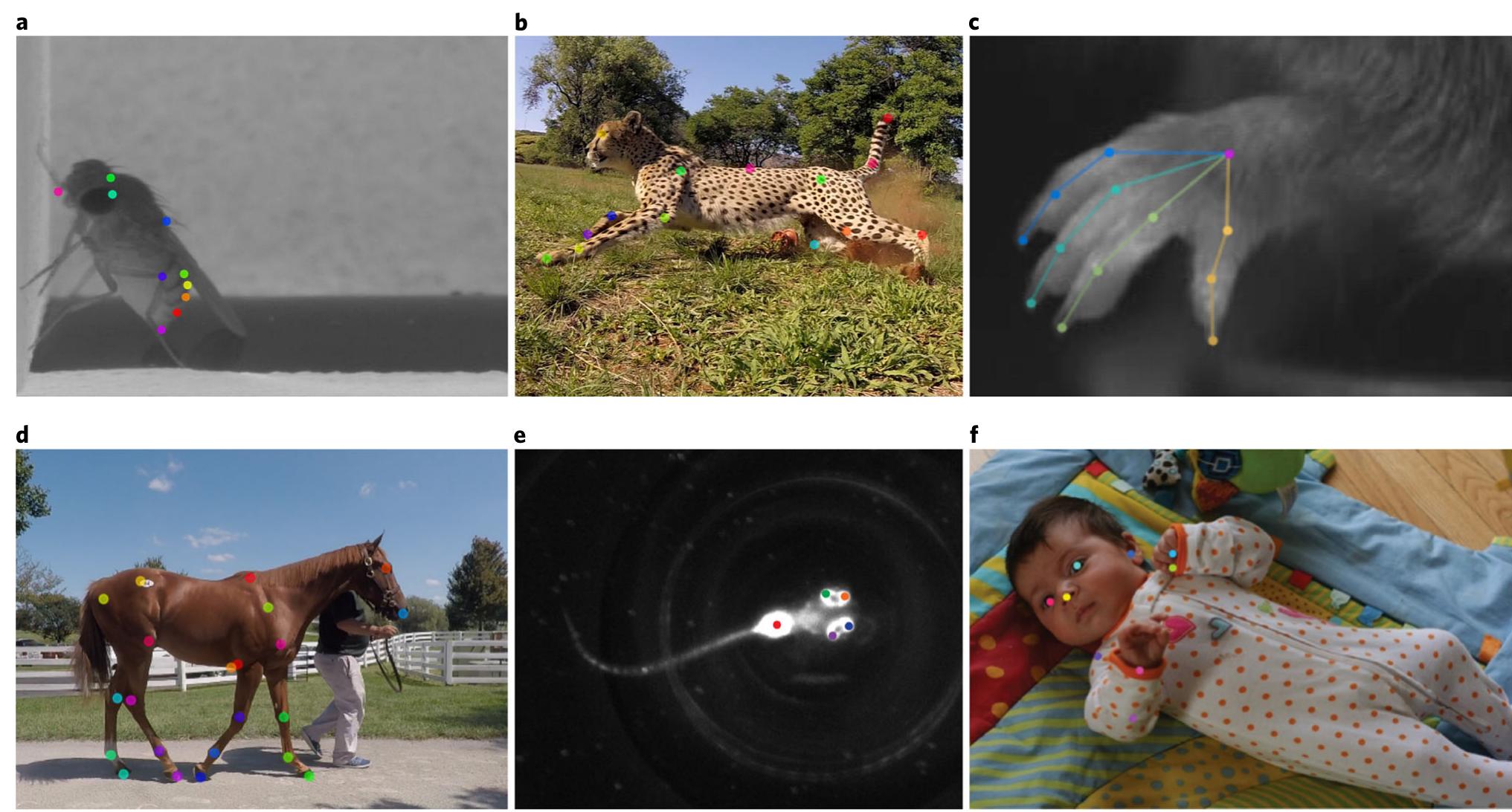 | pose estimation with deeplabcut. six examples of