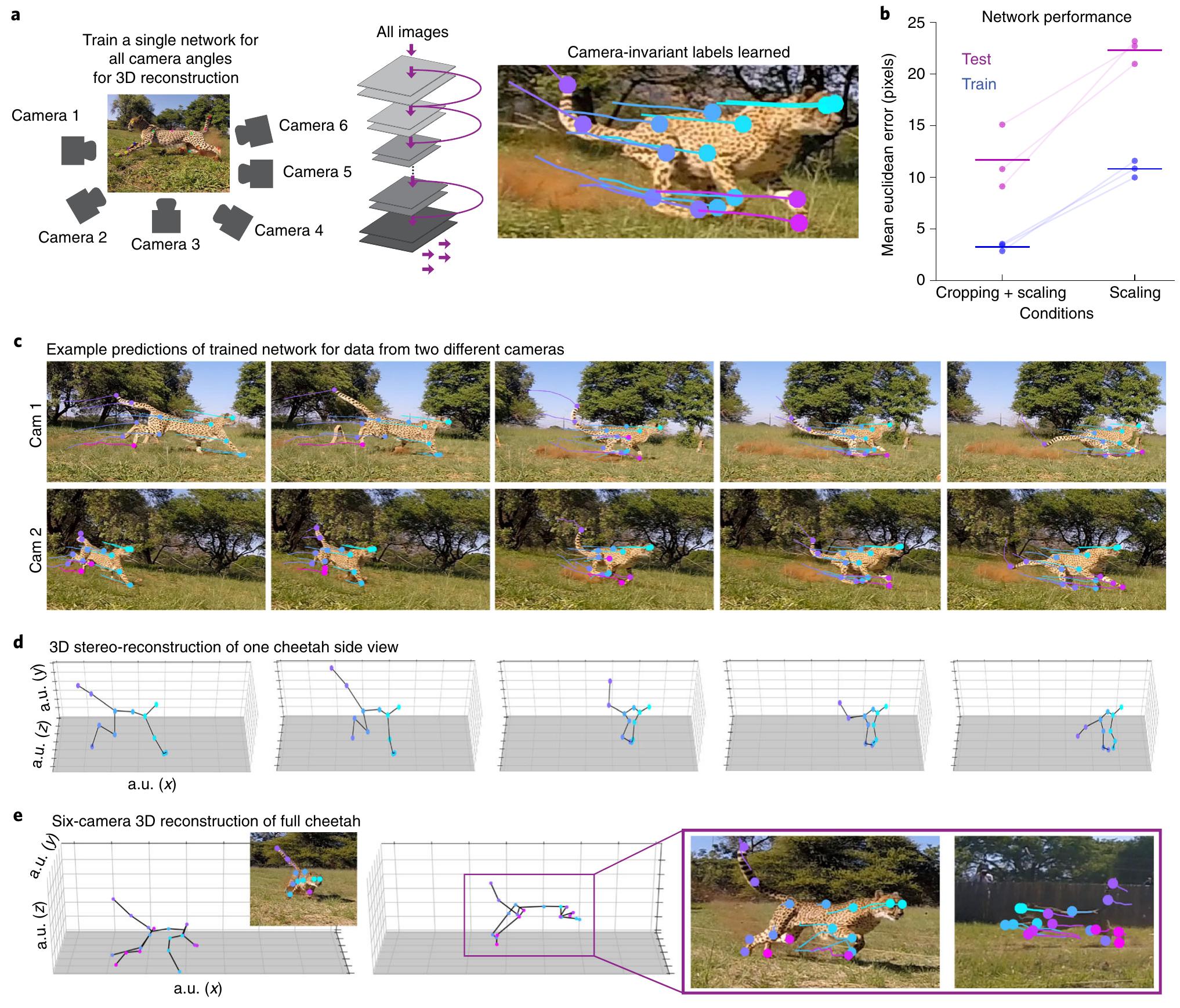 | 3d pose estimation of a cheetah. an example use case for
