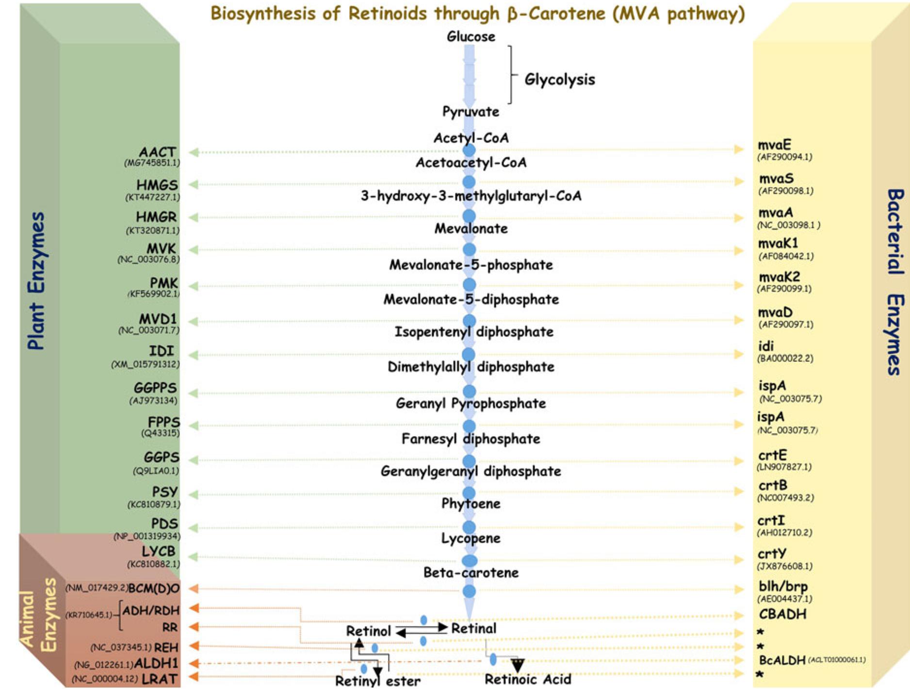 The biosynthesis pathway of b-carotene (mva pathway) in