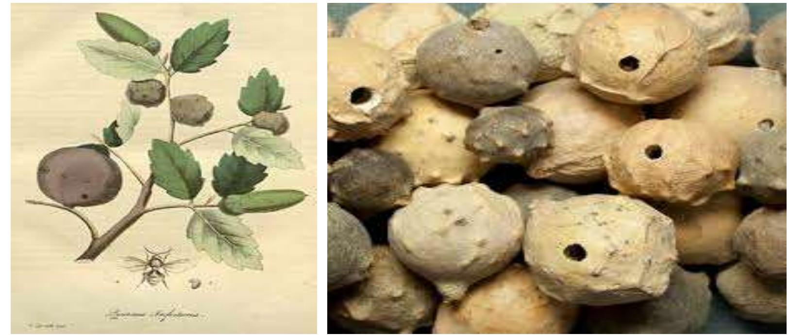 Quercus infectoria olivier tree (left). the oak galls after