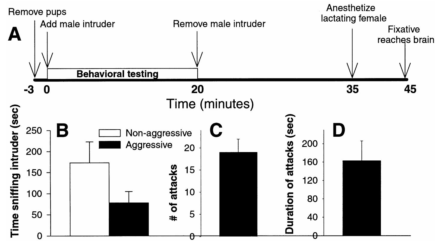 Schematic diagram showing time line of behavioral testing,