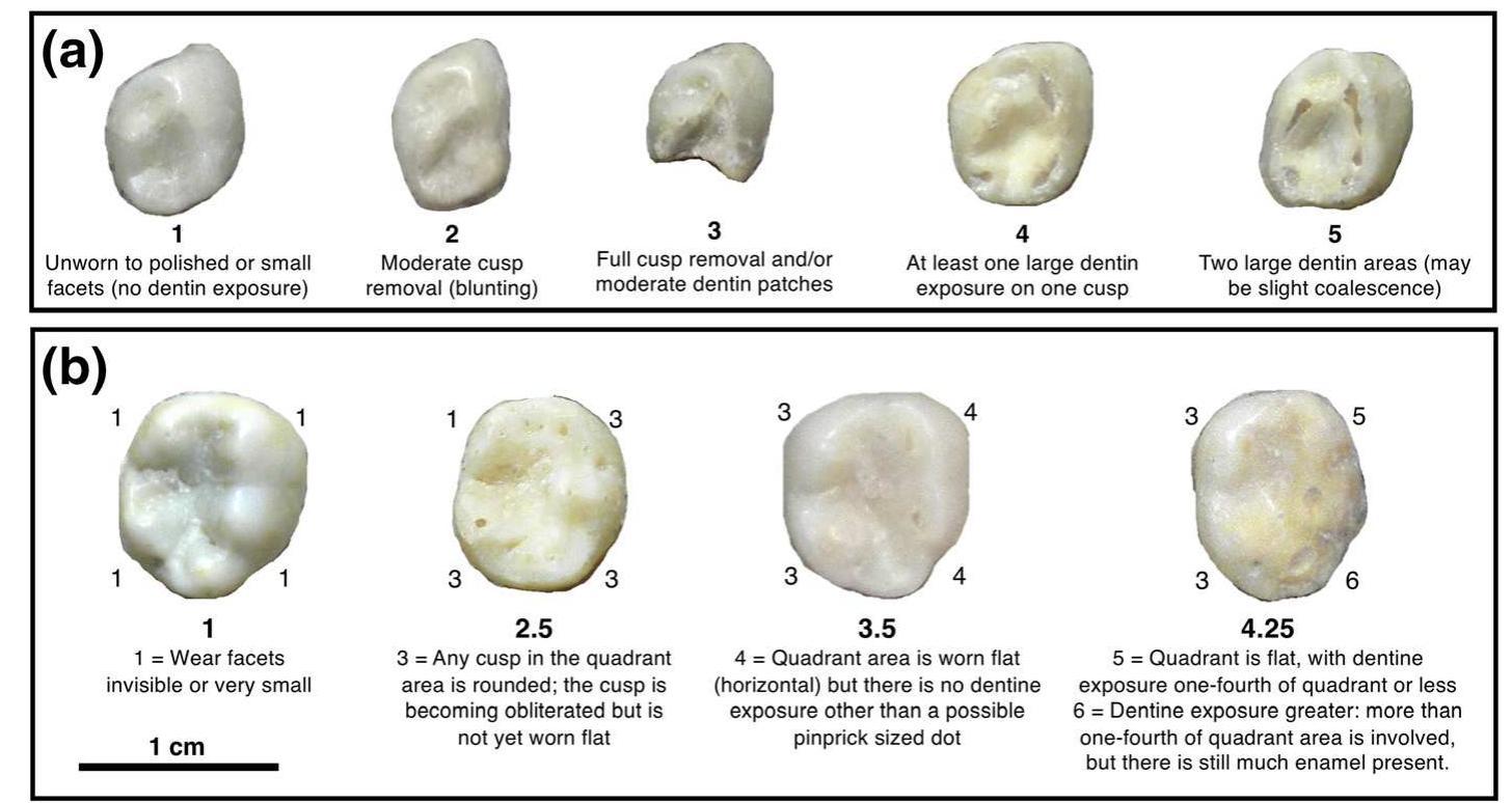 Sample wear scoring for (a) deciduous first molars and (b)