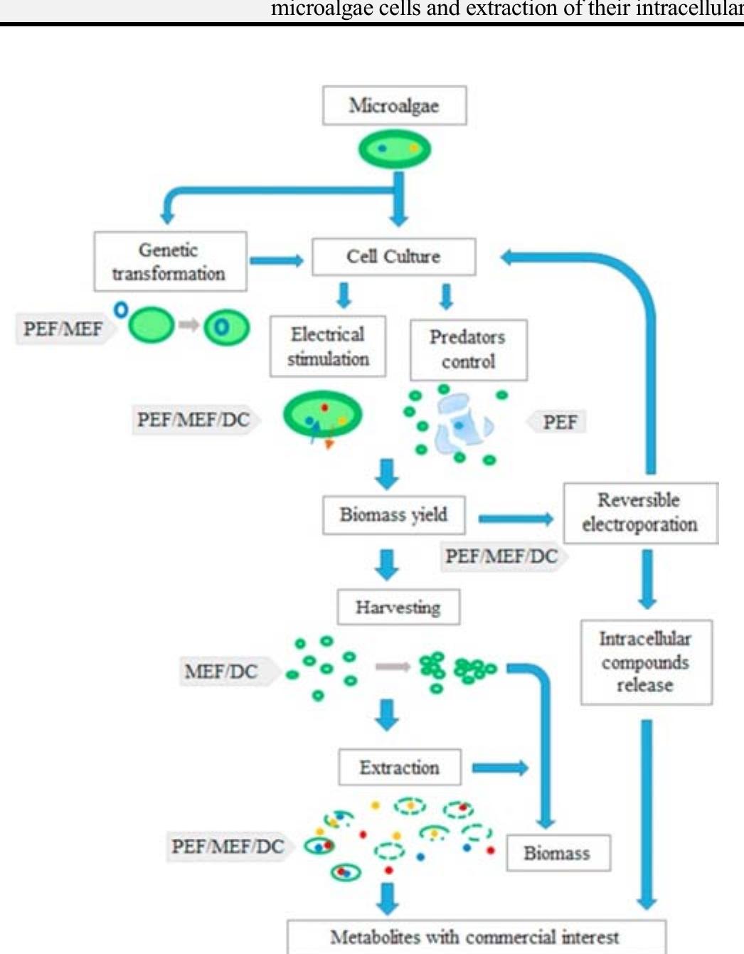 Global method diagram of microalgal biotechnology and the