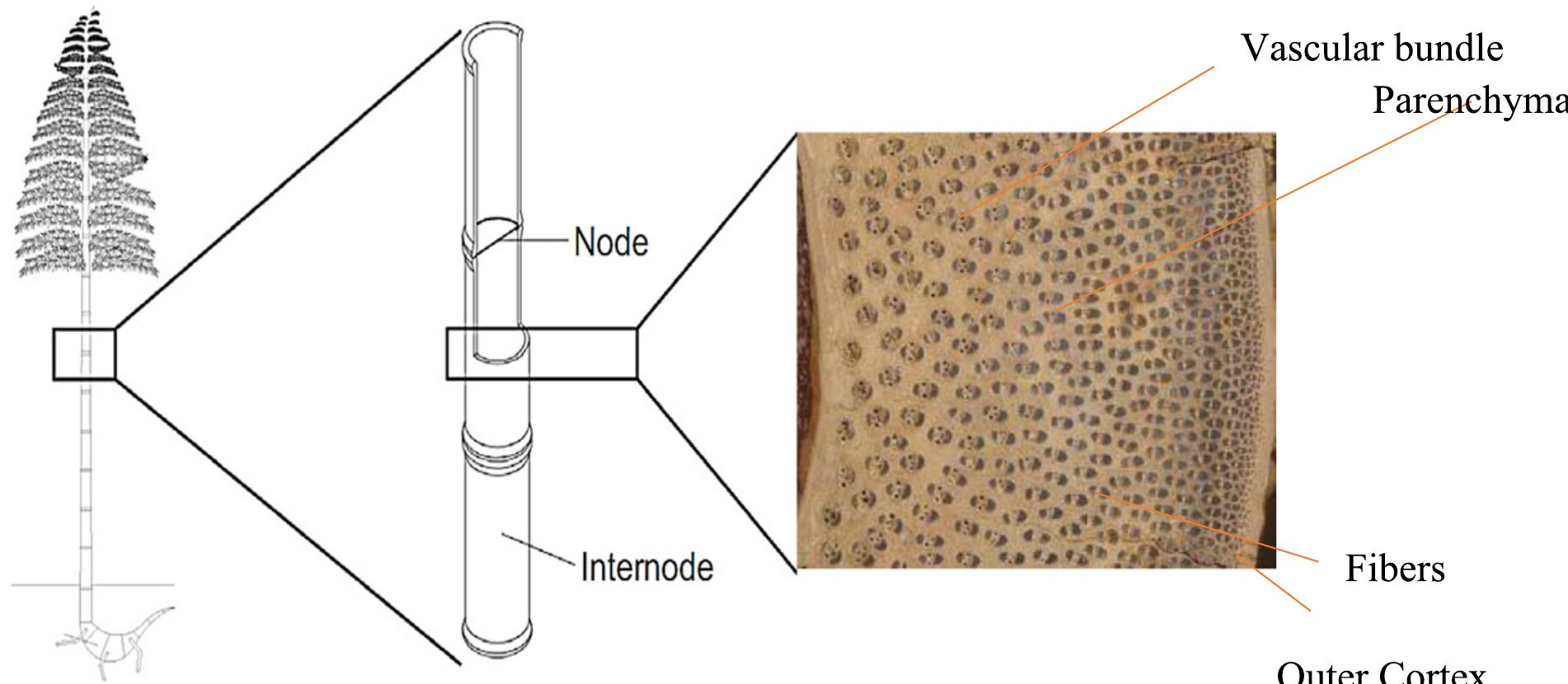 Structure of the bamboo culm. reproduced from correal, j.f.,