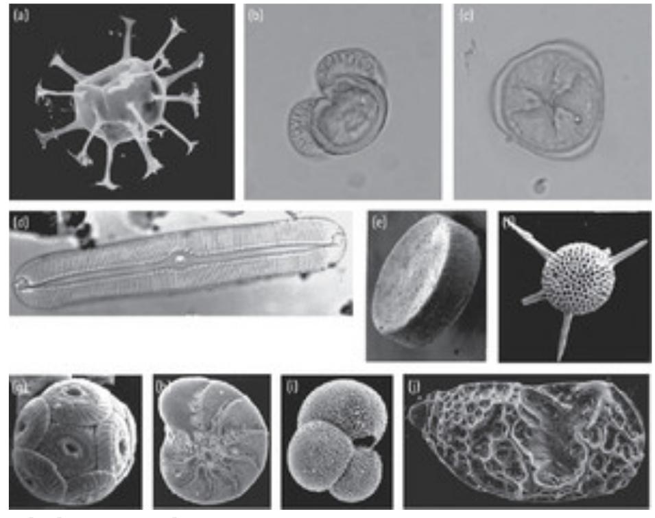 There are many types of microfossils, and only those that