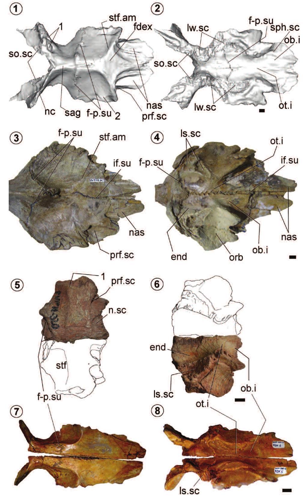 1-8, theropod skull roof comparison in dorsal view (left