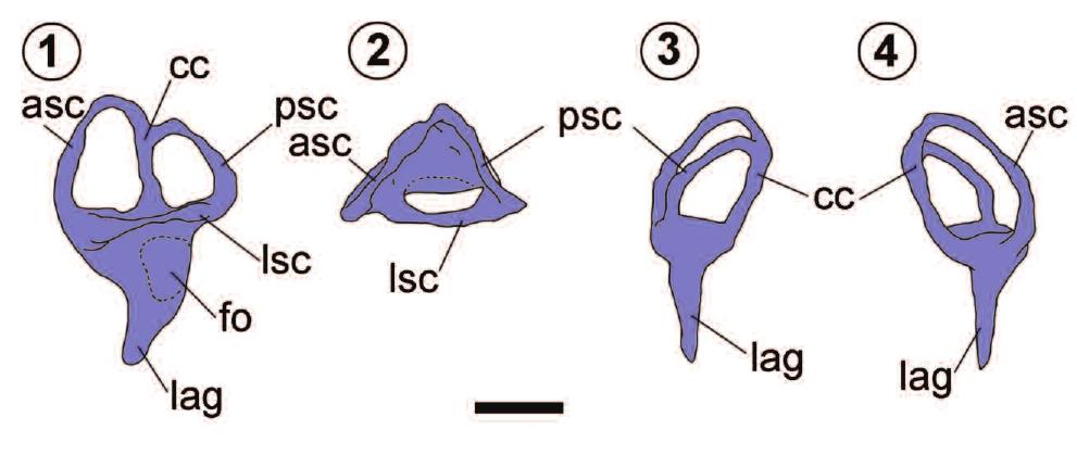 Left inner ear of murusraptor (mcf-pvph 411); line-draw- ing
