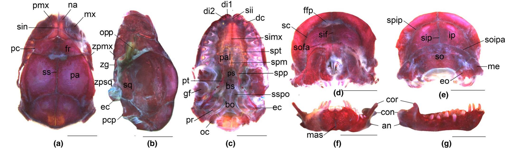_ noctilio leporinus skull in b stage of development. (a)