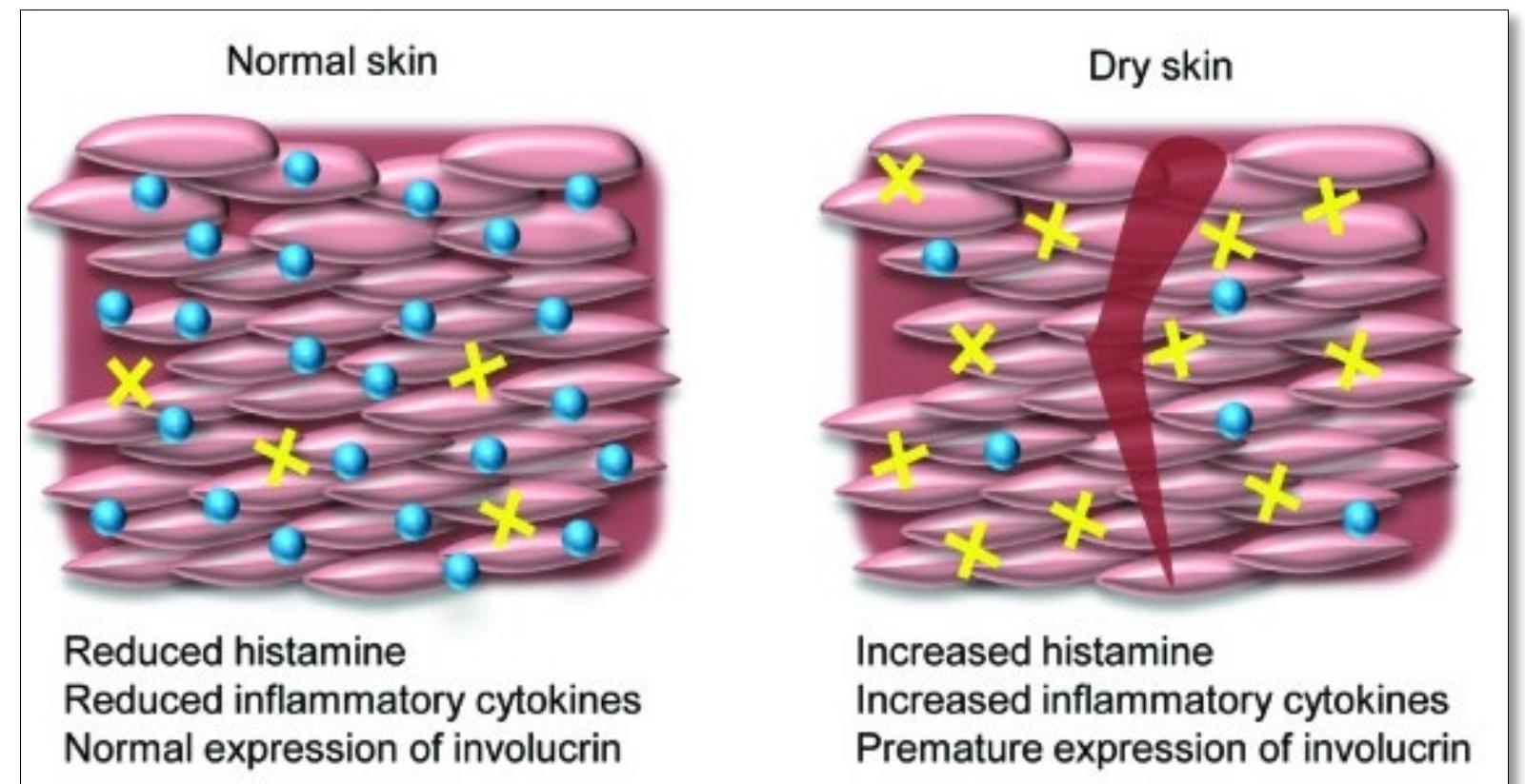 (PDF) Skin Care Creams: Formulation and Use