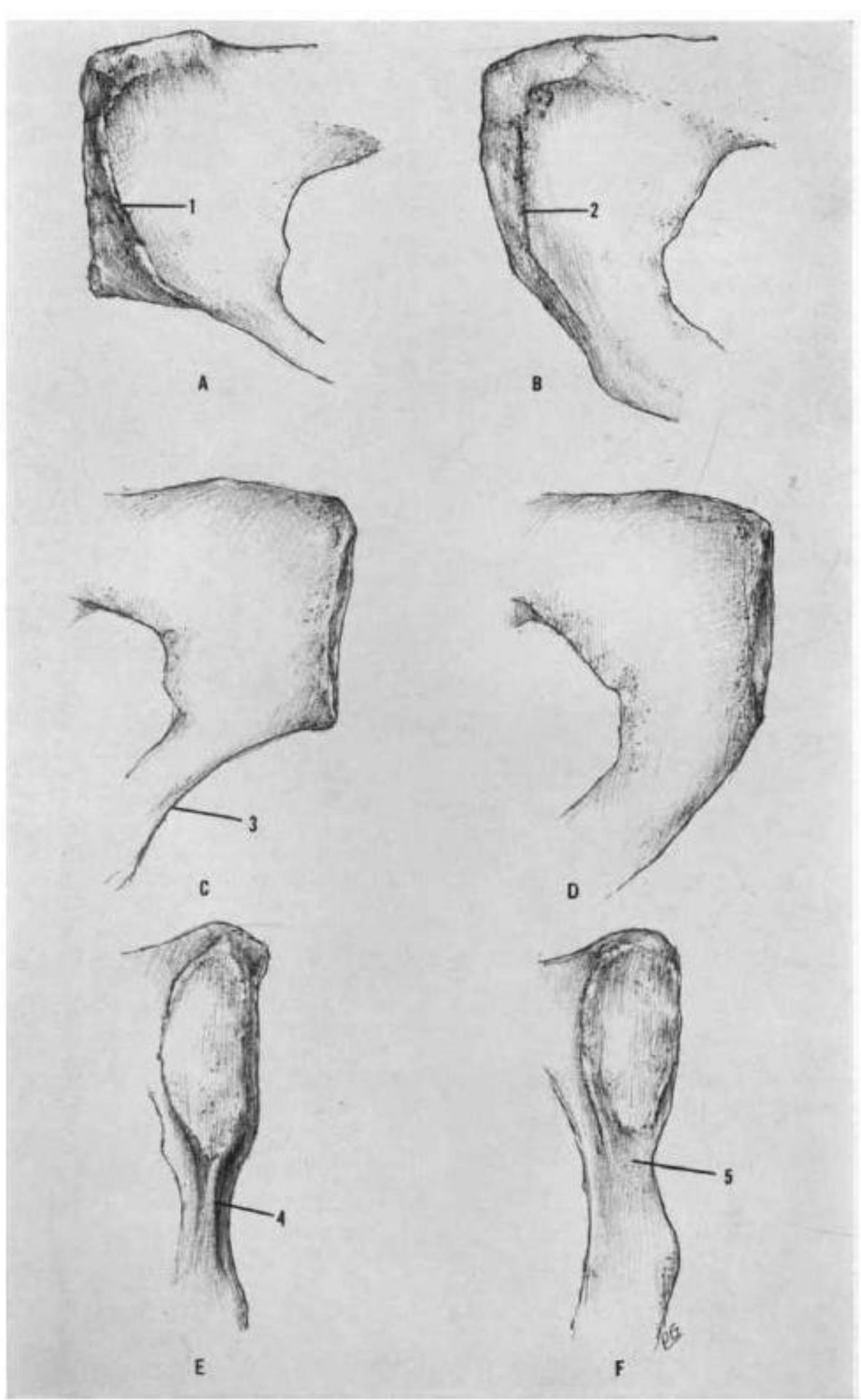 , a-1 ventral arc on ventral surface of the female pubis.