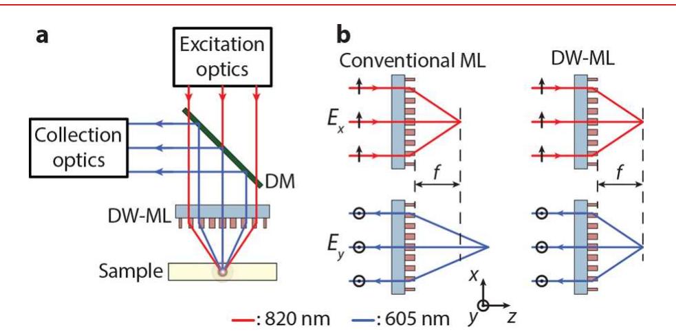 A simplified schematic of a two-photon microscope employing
