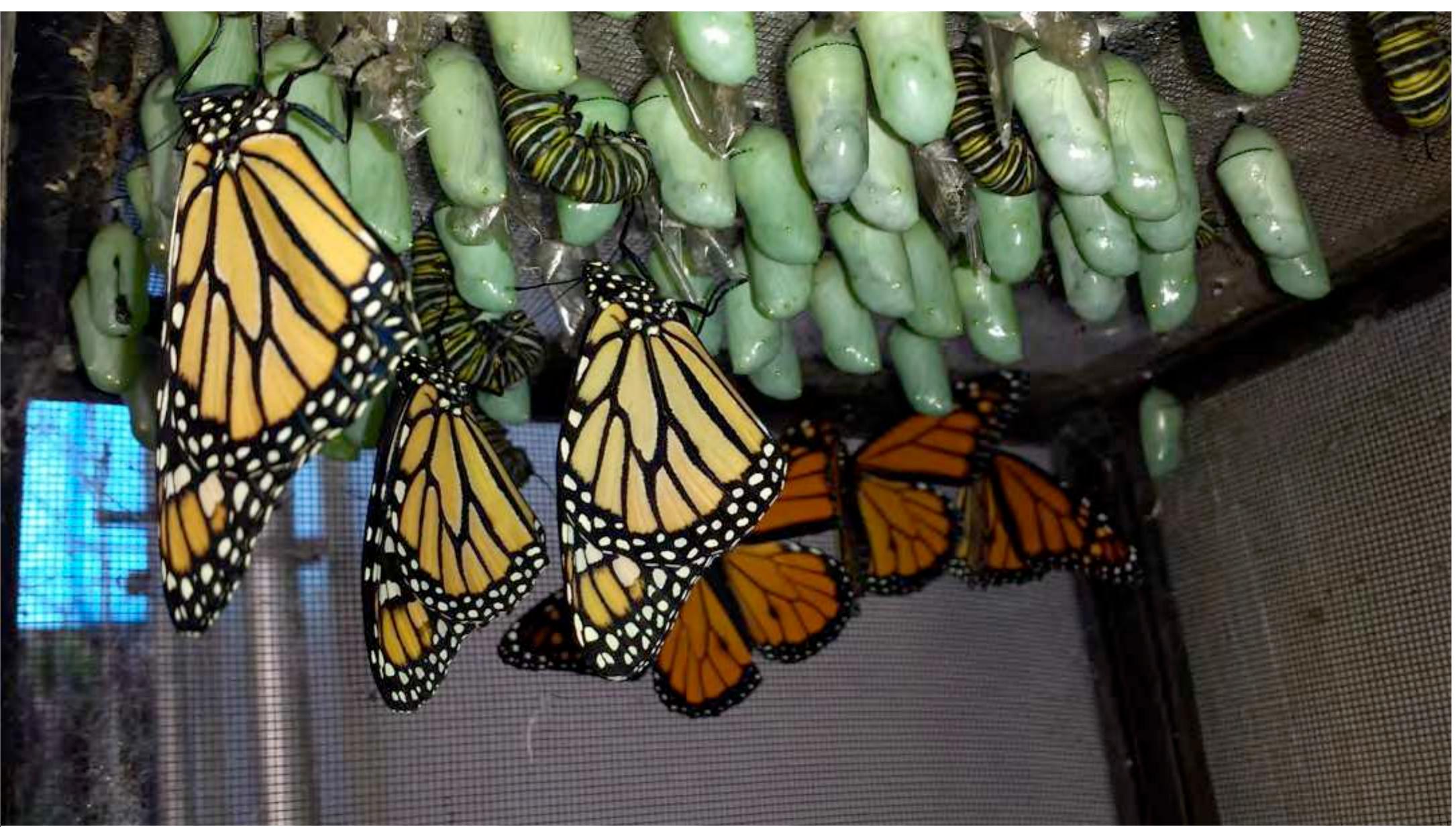 Freshly emerged monarch butterflies (danaus plexippus) in