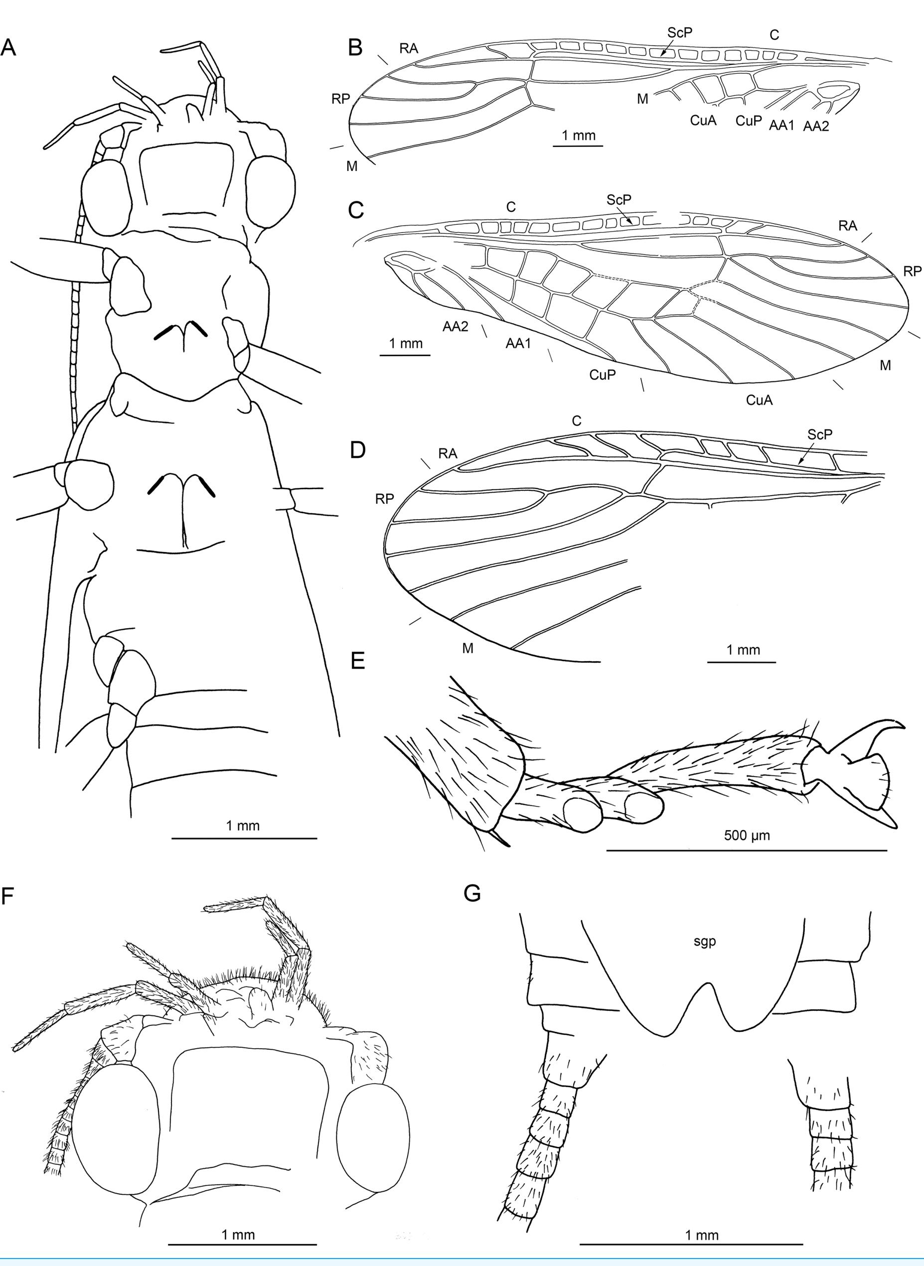 Figure 16 - 'Rolling' stoneflies (Insecta: Plecoptera) from