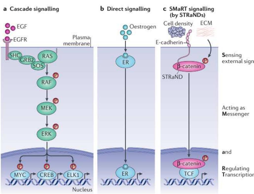 From lu et al. (2016) fig. 1. types of signaling pathway