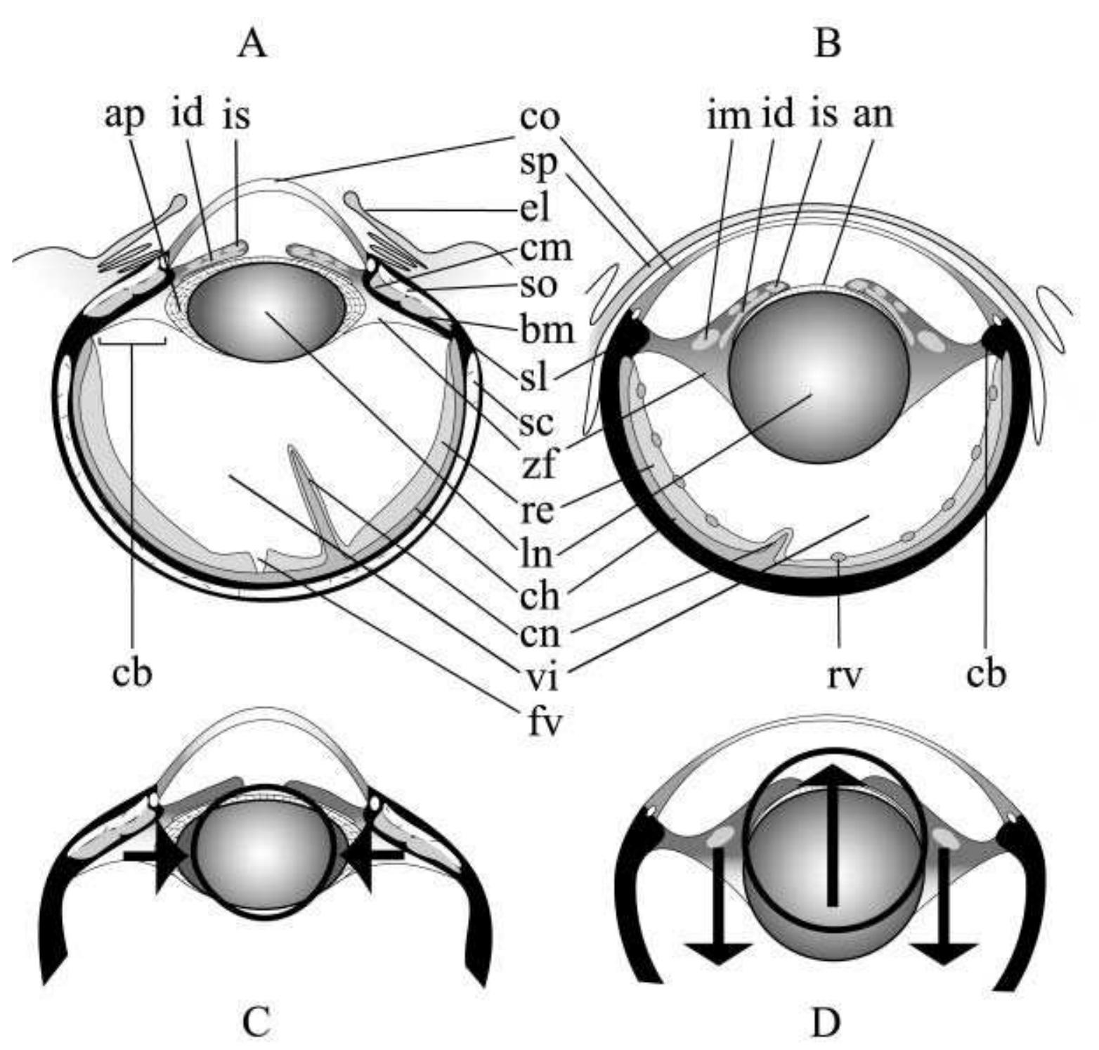 Functional anatomy of lizard (a) and snake (b) eyes,