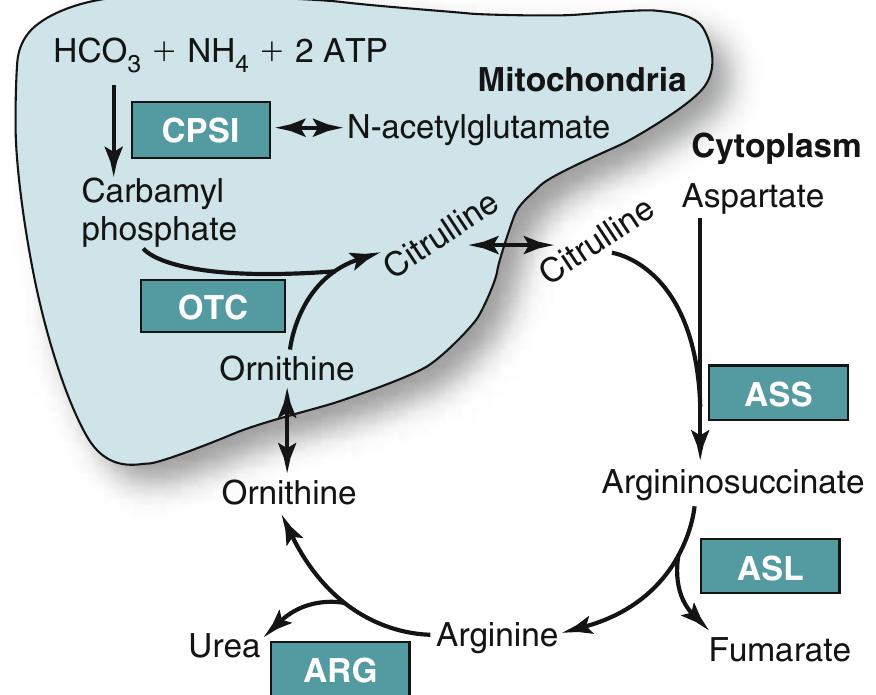 -2 ammonia metabolism and the urea cycle. cpsi, carbamyl