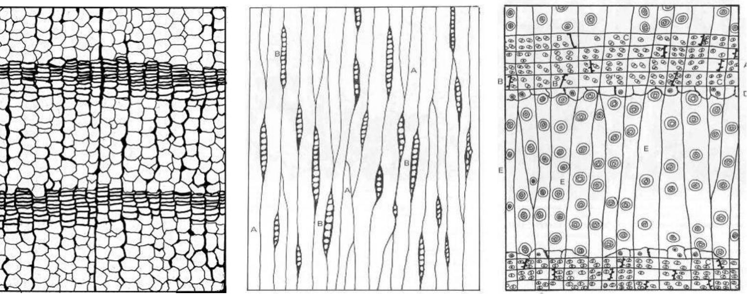 Stylized drawings of (from left) cross-section, tangential