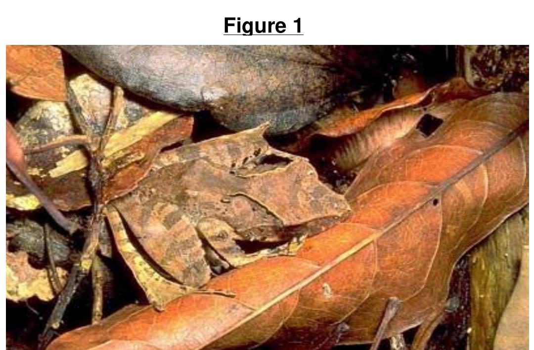 A cryptic frog - this species has developed a colouring,