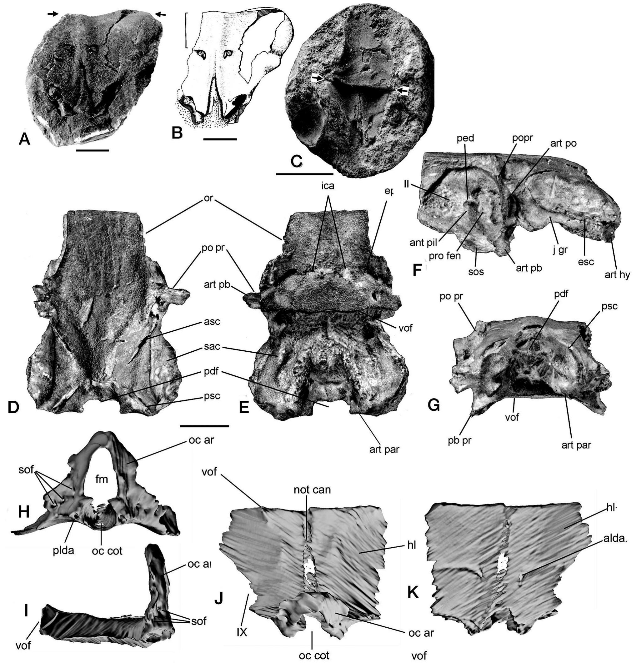 3. a-g) important pucapampellid specimens from bolivia. a)