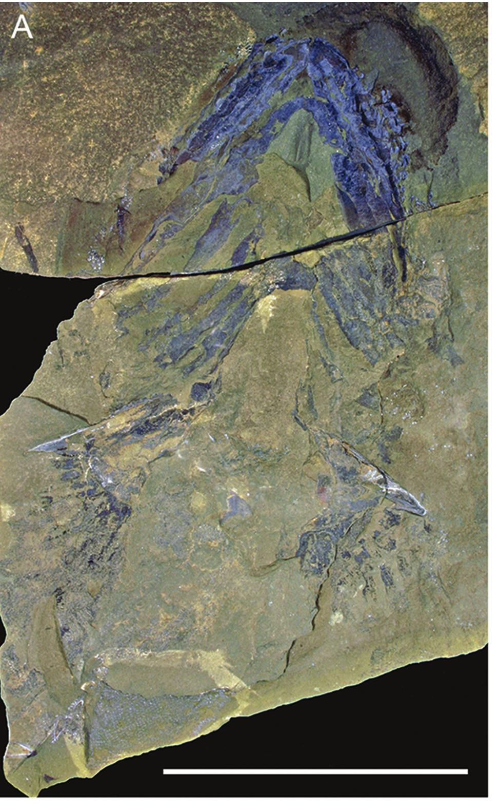 Locality map for eastern canada showing occurrences of lower
