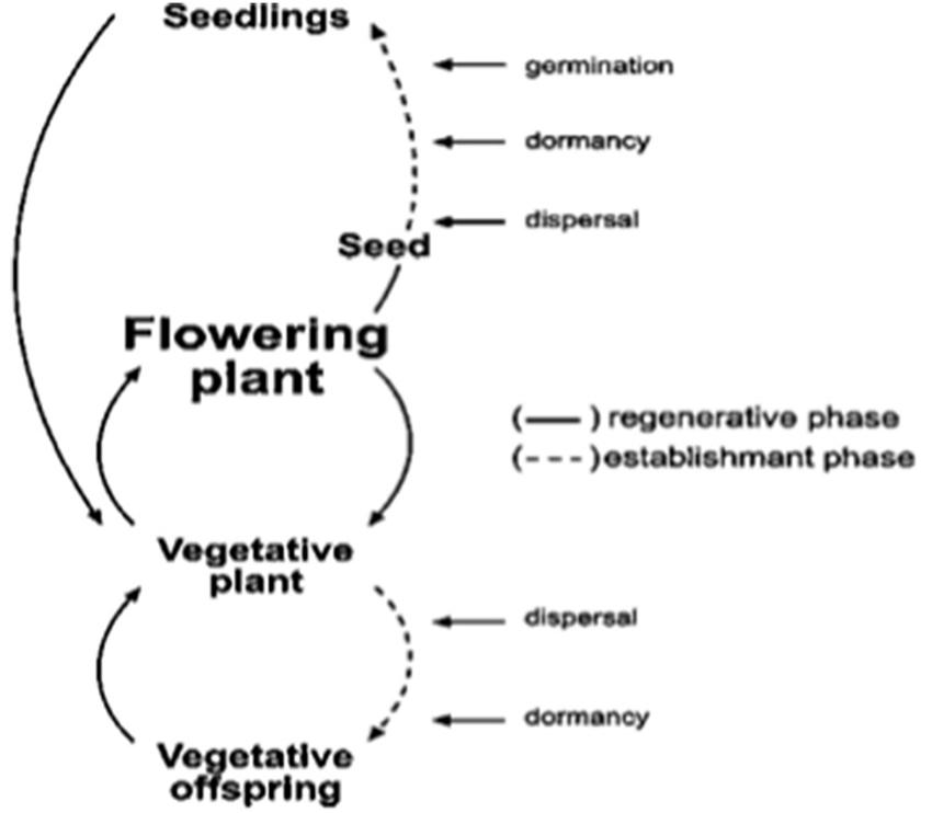 - life cycle of perennial weeds producing both seeds and