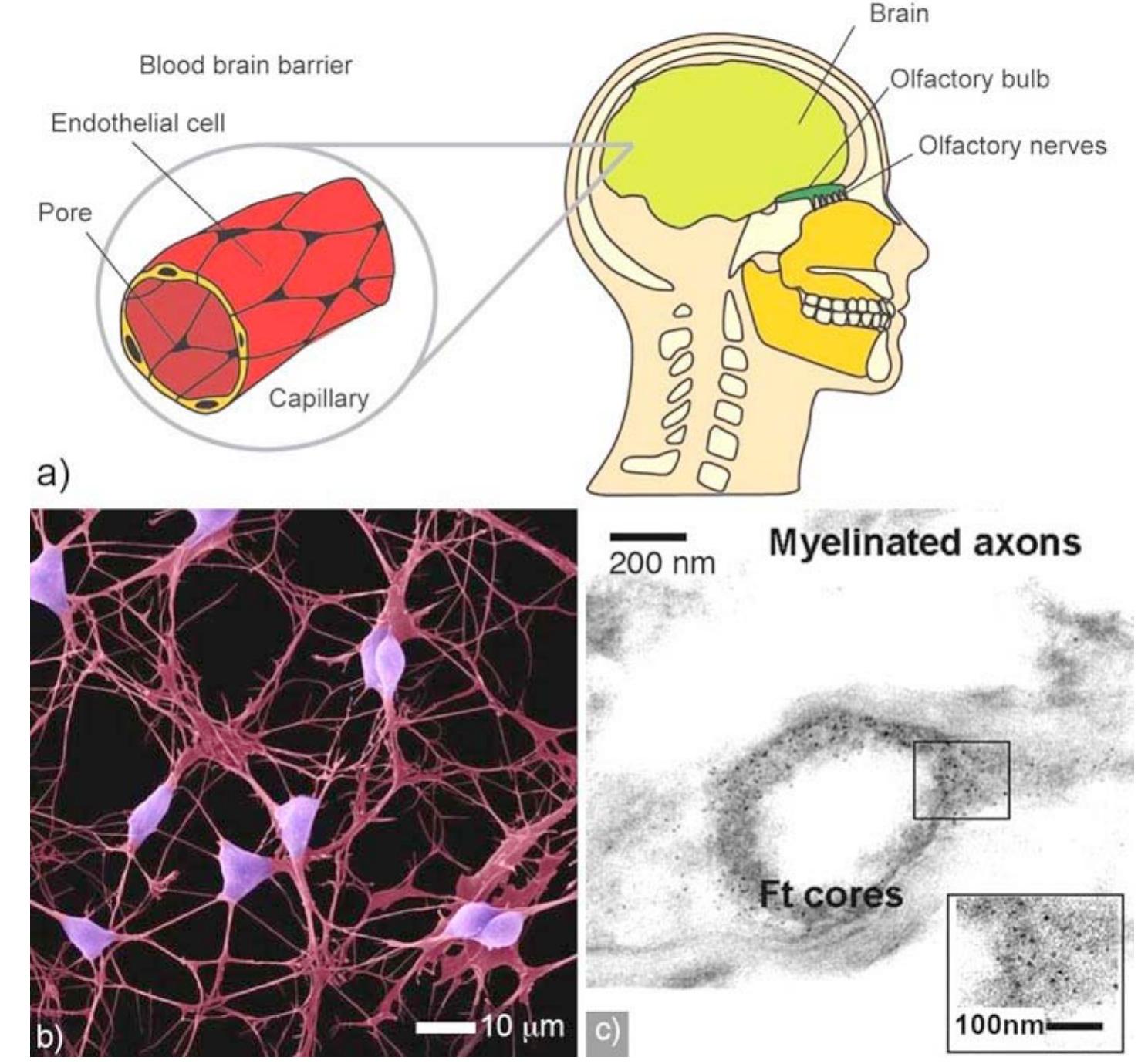 (a) schematics of the nanoparticles neuronal uptake via