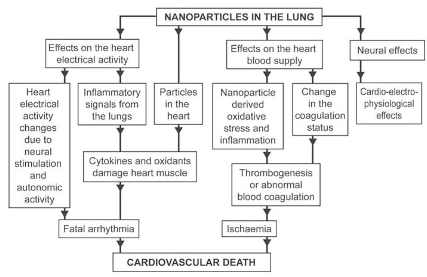Diagram of hypothetical mechanisms and pathways that link