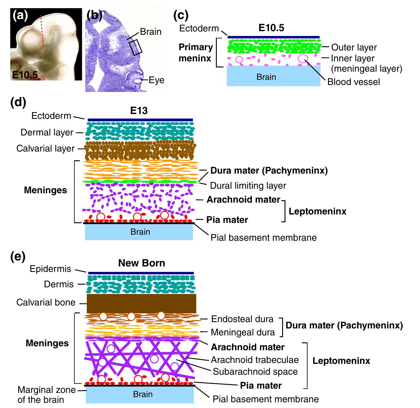 Development of the meninges (a) lateral view of the head of