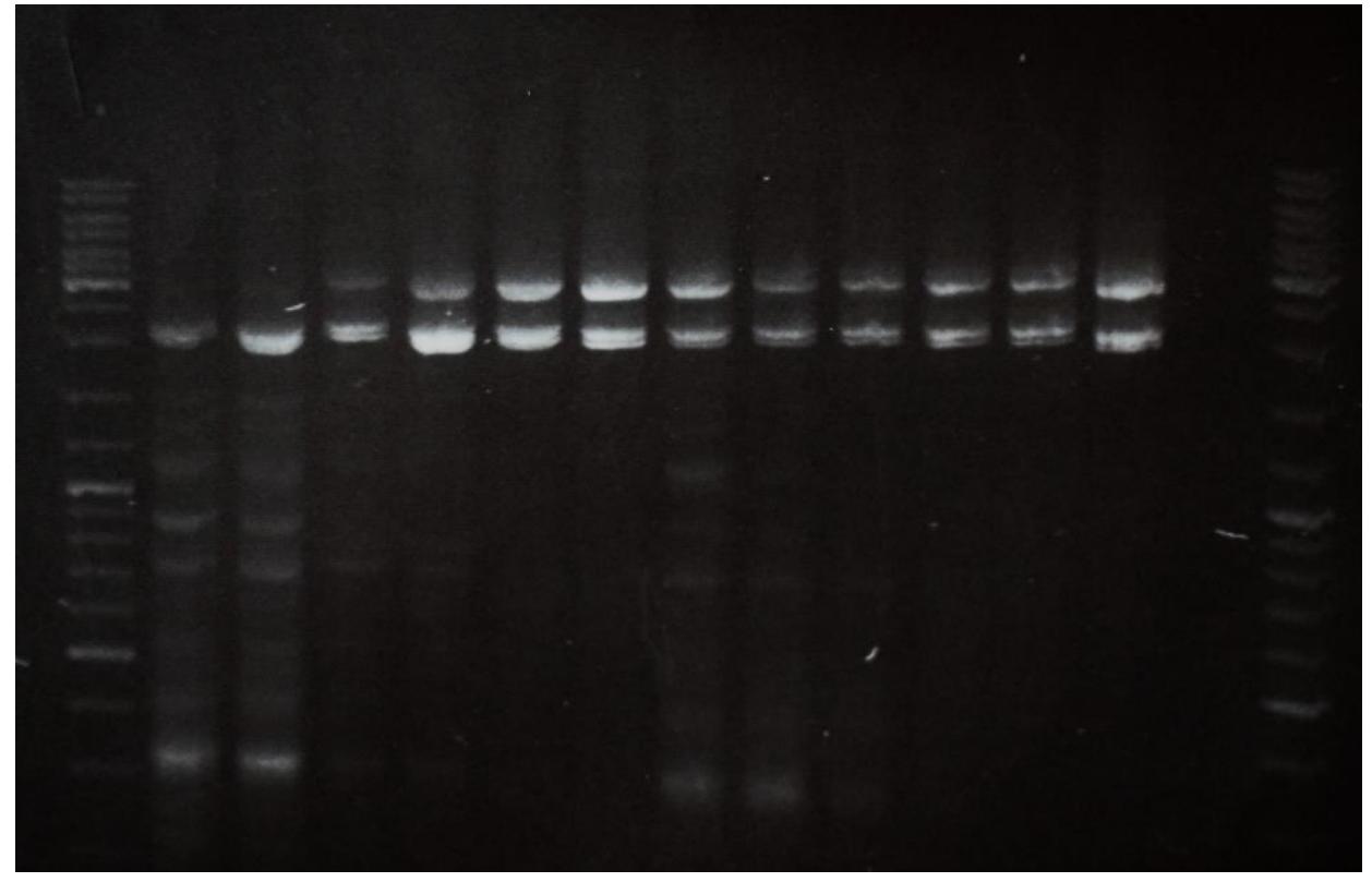 To perform the gradient pcr (sample 1-9 and sample 1-10).