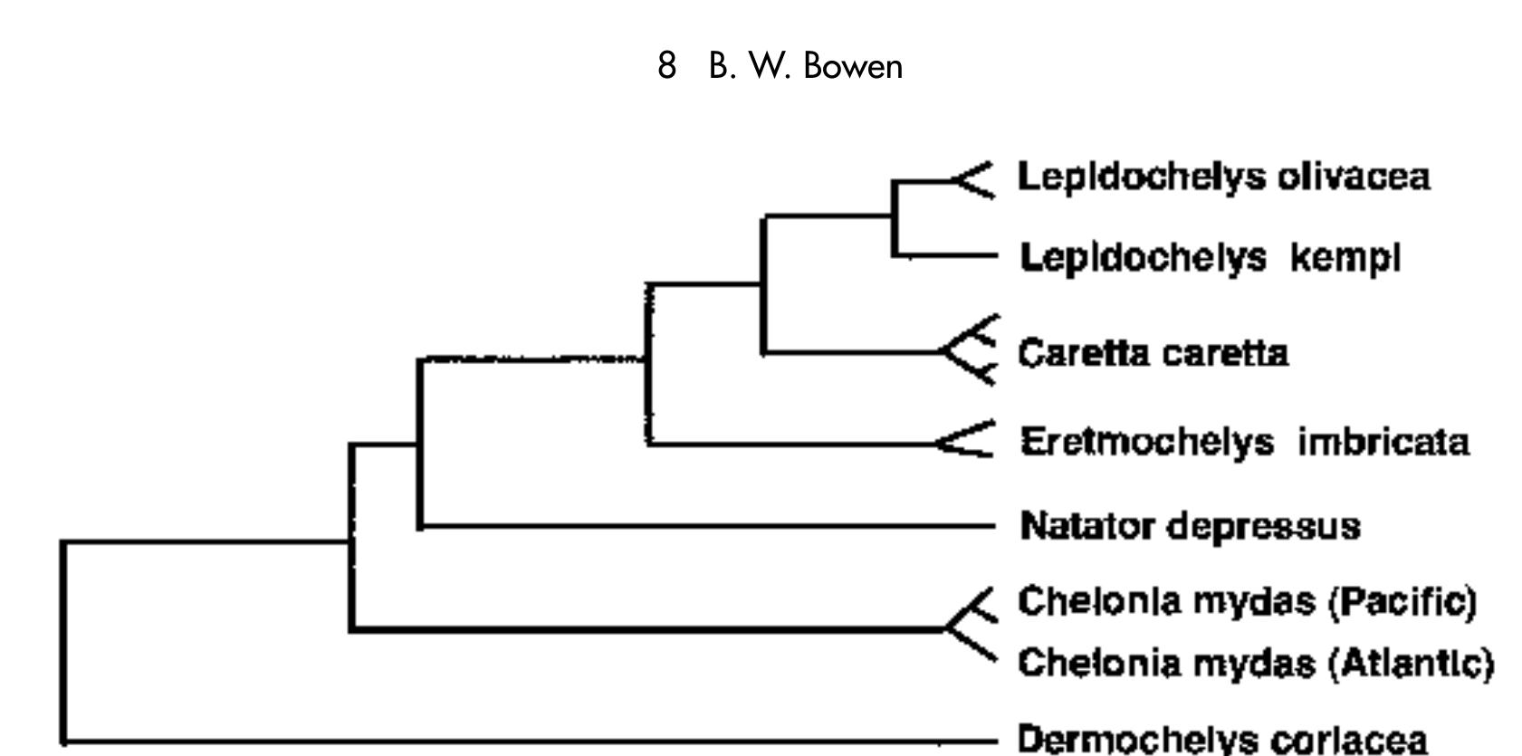 1. phylogenetic trees for the extant sea turtle species