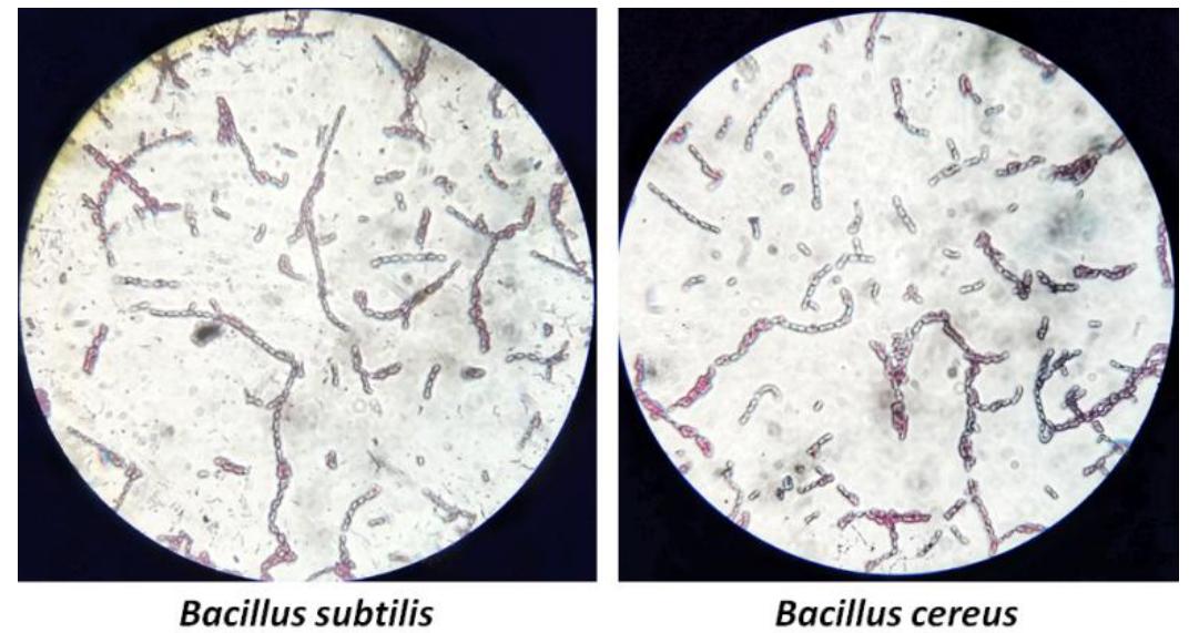 Visualisation of morphology of bi-2 and bi-3 using gram