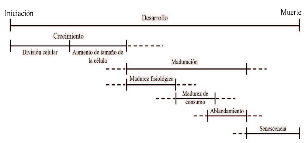 Ura 1. etapas entre la formacion del fruto y la senescencia
