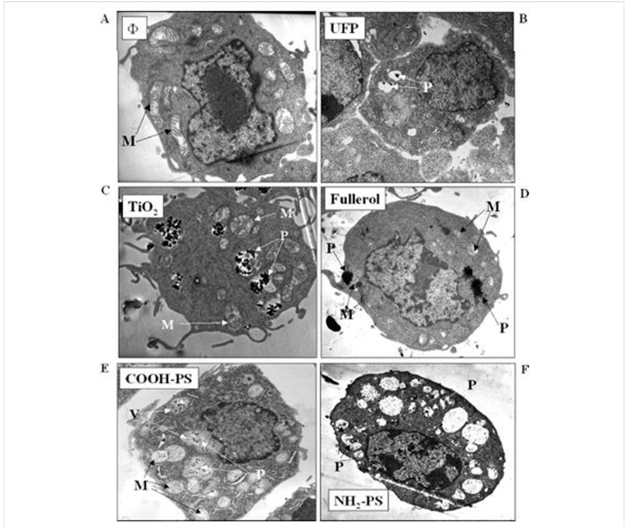 Electron microscope images show how nps can penetrate and