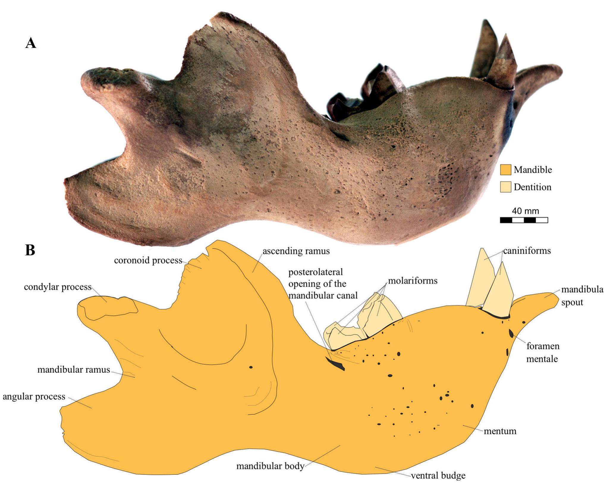Xibalbaonyx oviceps mandible (za2014-05) in lateral view. a