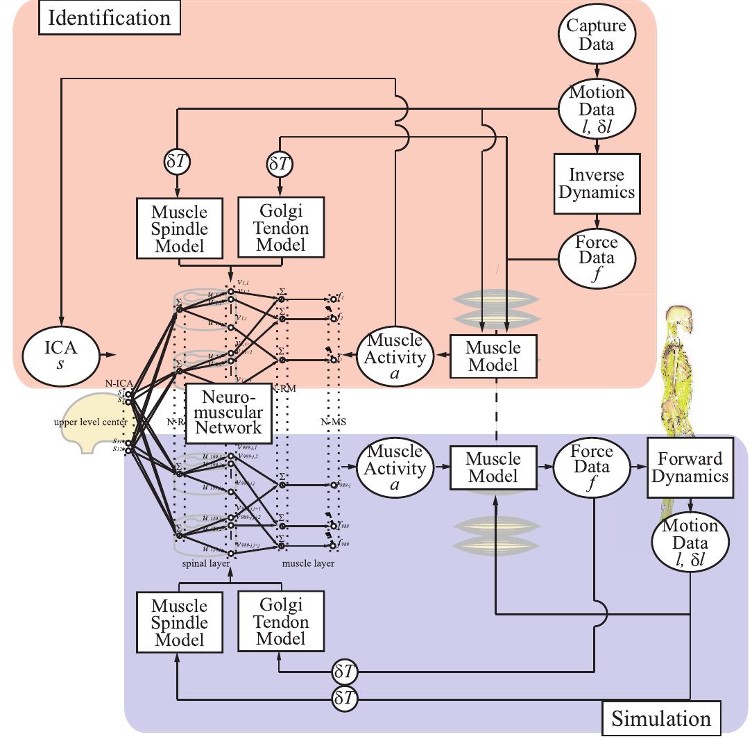 Figure 1 - Modeling and identification of human Figure 1 - Modeling and identification of human