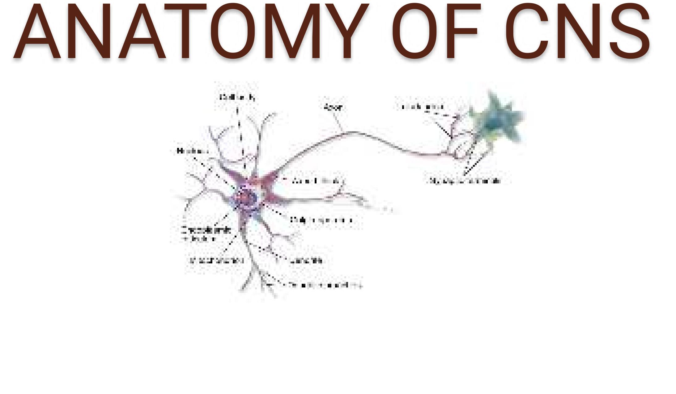 Figure 1 - CNS ANATOMY