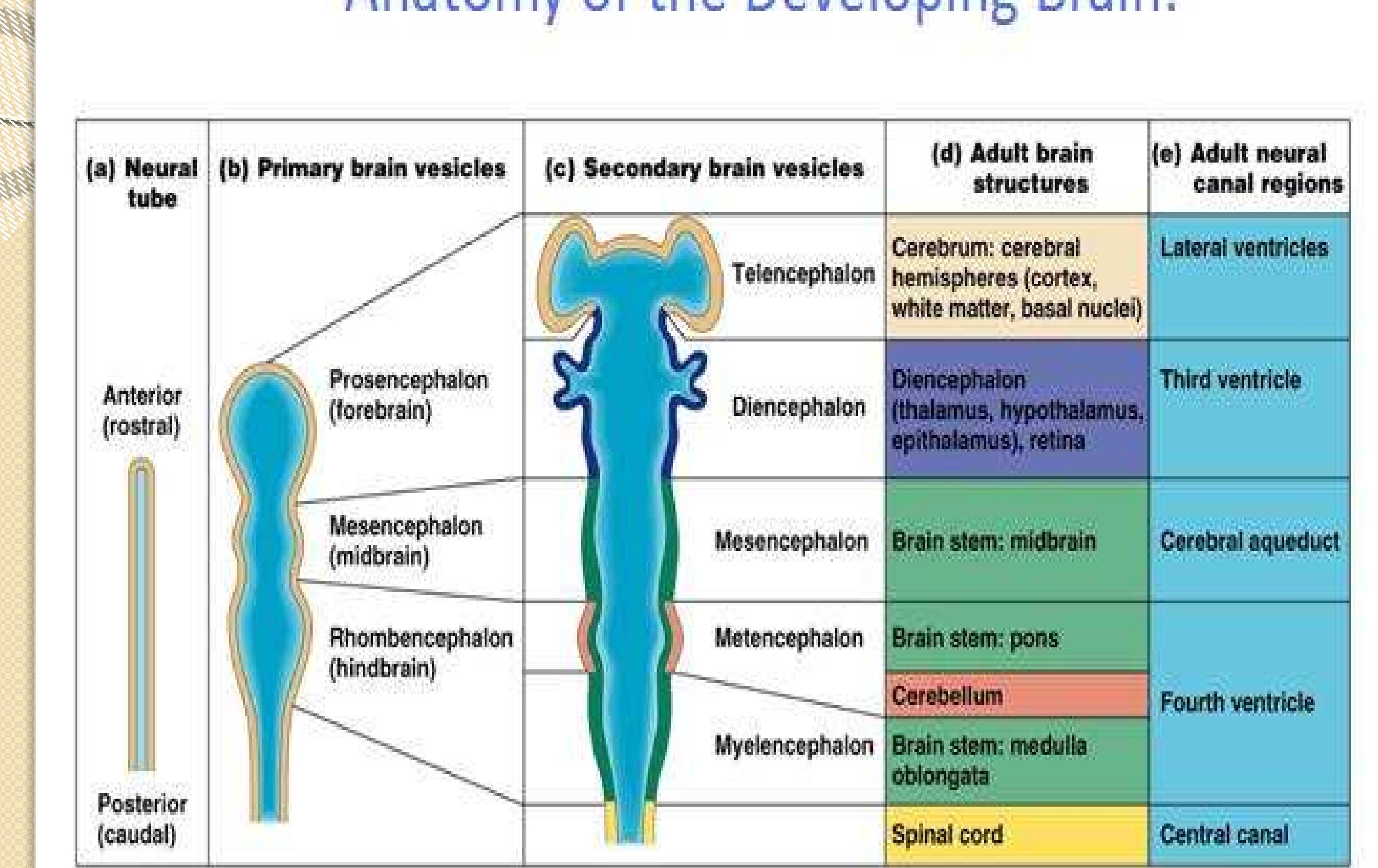 Figure 2 - CNS ANATOMY