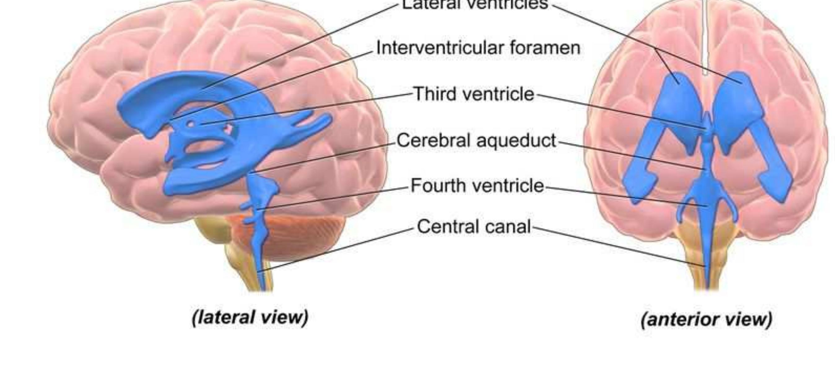 Figure 21 - CNS ANATOMY