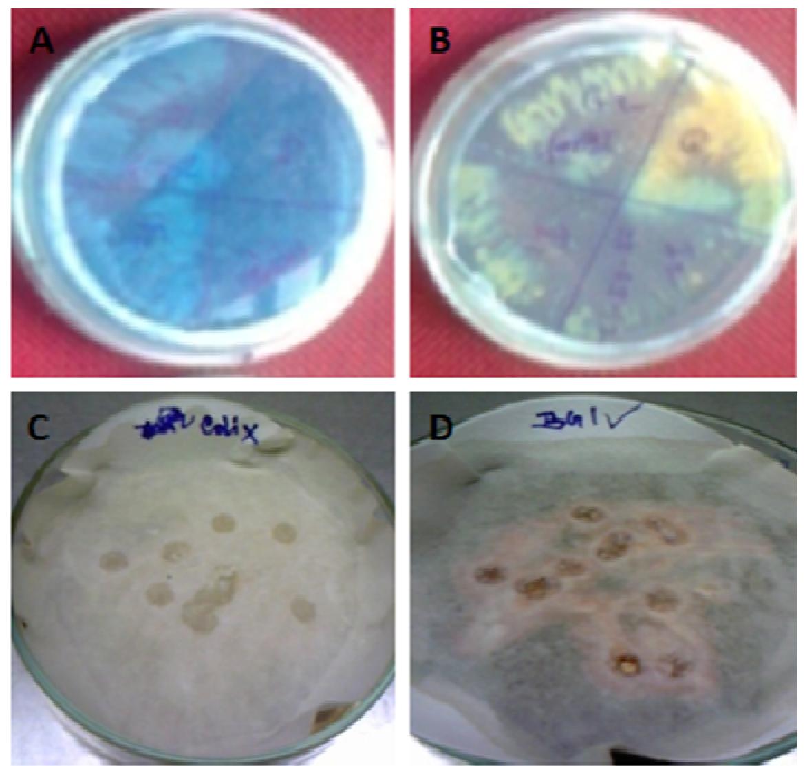Isolation of nitrogen fixing bacteria and spot test for