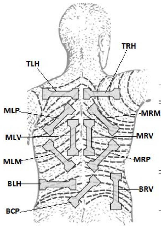 Specimens superimposed onto map of langer lines (dashed