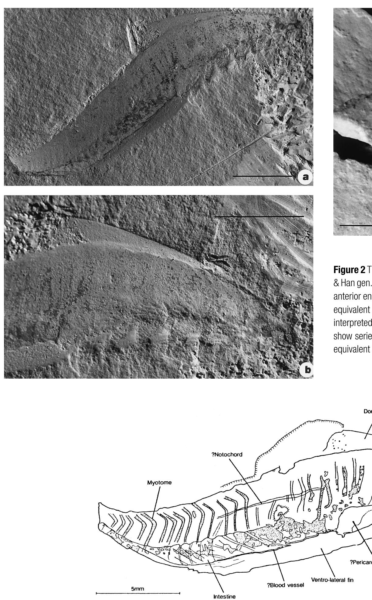 Pdf Lower Cambrian Vertebrates From South China