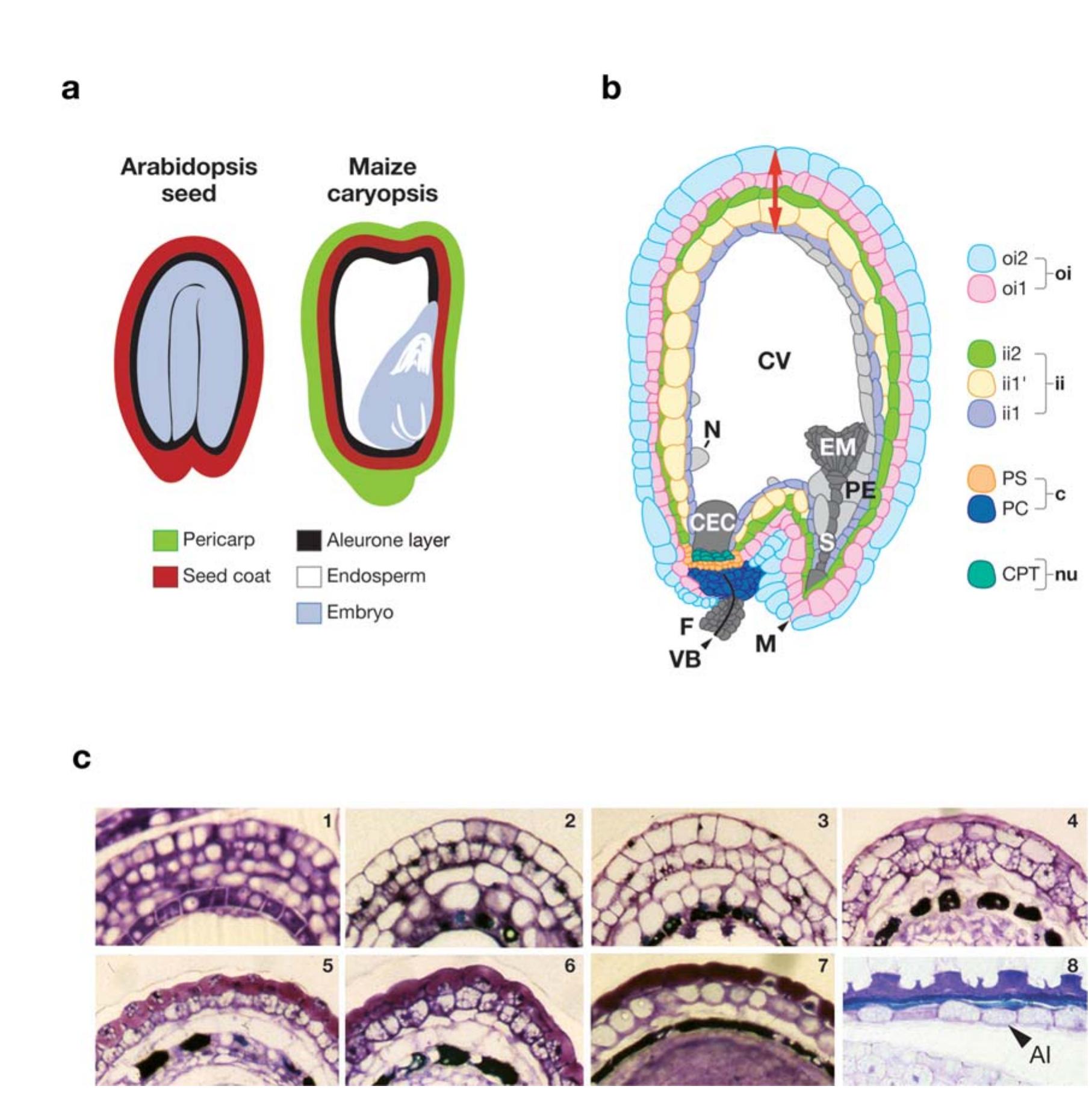 Seed anatomy, with emphasis on arabidopsis testa structure.