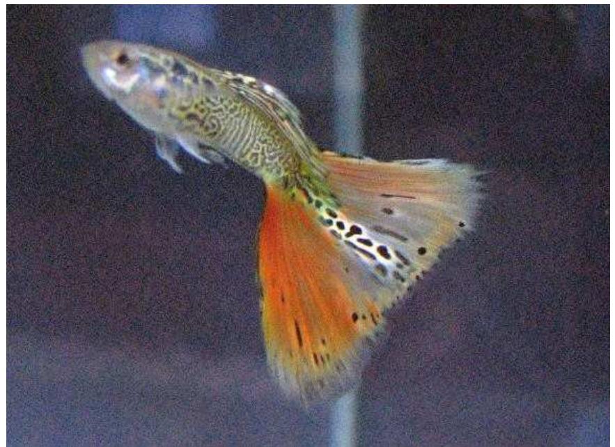(PDF) Deciphering the Galaxy Guppy phenotype
