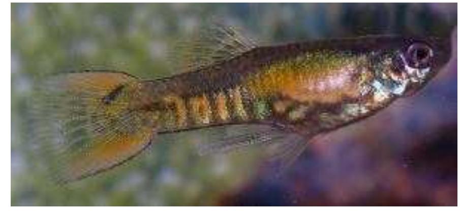 (PDF) Deciphering the Galaxy Guppy phenotype